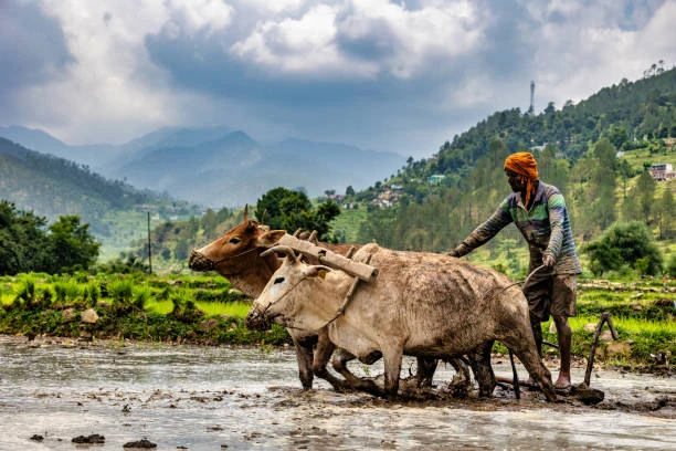 Kausani Travel Guide 2025 – Hill Retreat in Uttarakhand - Your Trusted ...